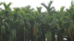 Tree Scooter transforms areca nut harvesting in India | Fusion – WeRIndia